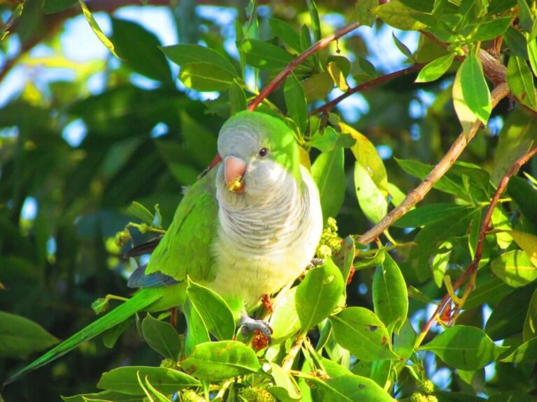 The Best Strategies: How Long Do Quaker Parrots Live? 2026