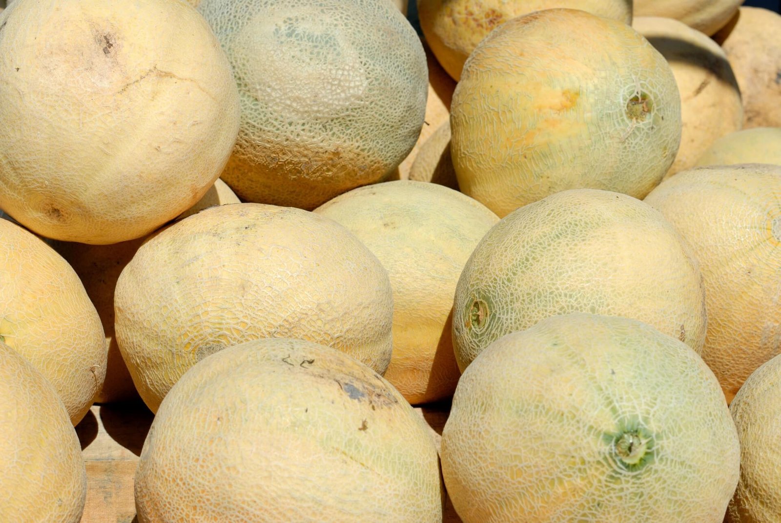 The Best Guide: How to Know When a Cantaloupe is Ripe 2026