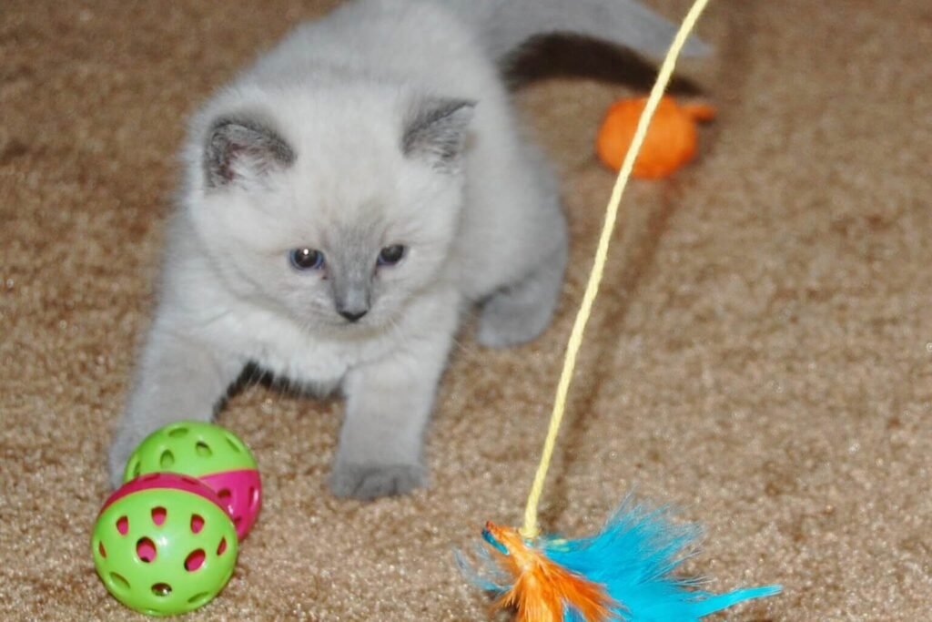 The Best Walmart Cat Toys for Your Feline Friends 2026