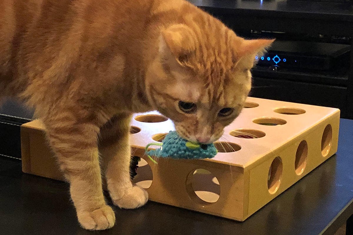 The Best Walmart Cat Toys for Your Feline Friends 2025