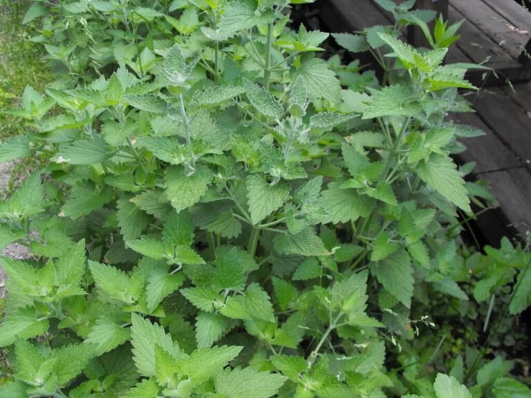 The Best Views of What Does Catnip Look Like 2026