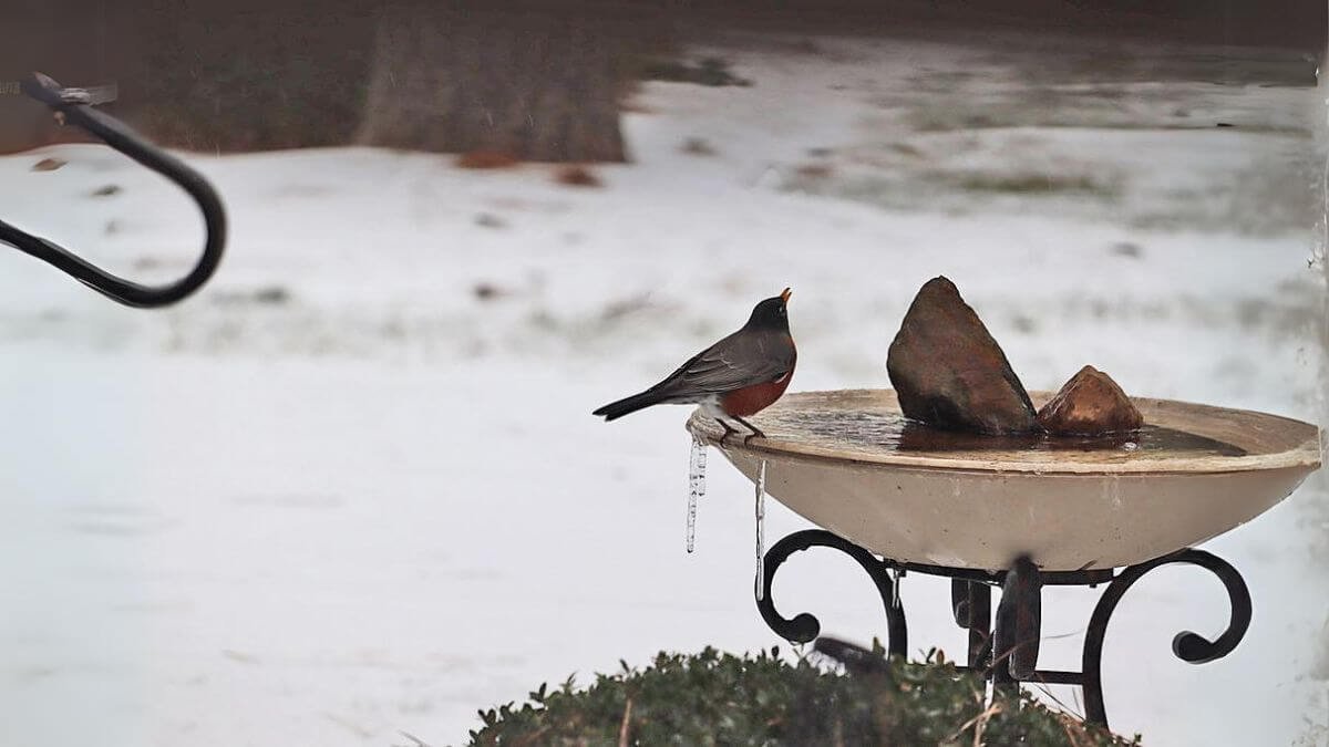 Find the Best Bird Bath Heater 2026
